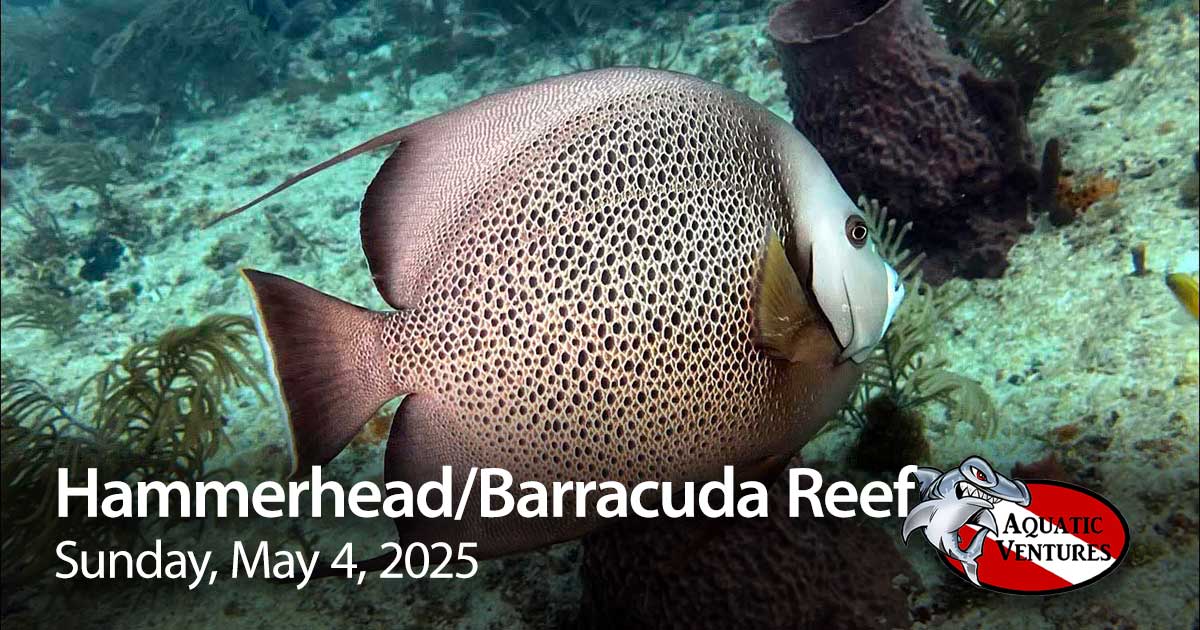 Minecar/Hammerhead Reef • Sunday, May 4, 2025 - Aqautic Ventures